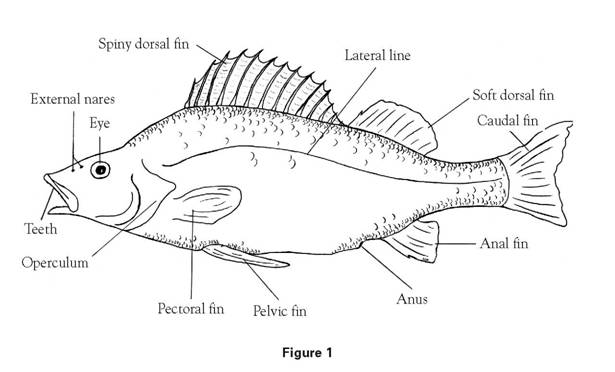 Anatomy Of Perch