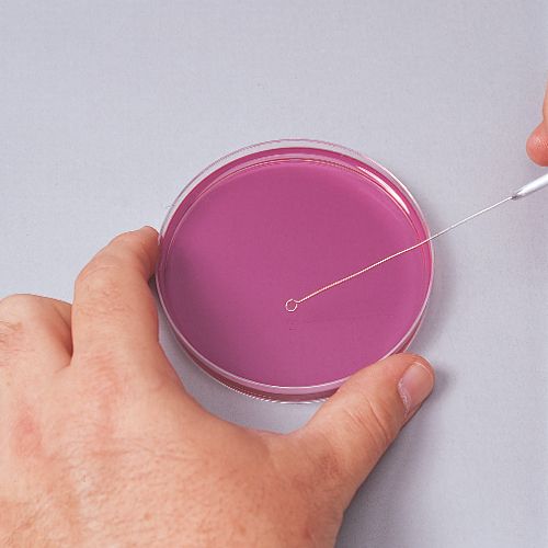 Applied Microbiology | Carolina Biological Supply