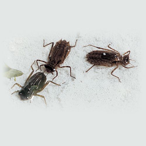 Aquatic Insects | Carolina Biological Supply
