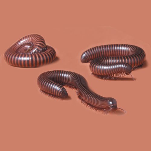 Arthropods | Carolina.com