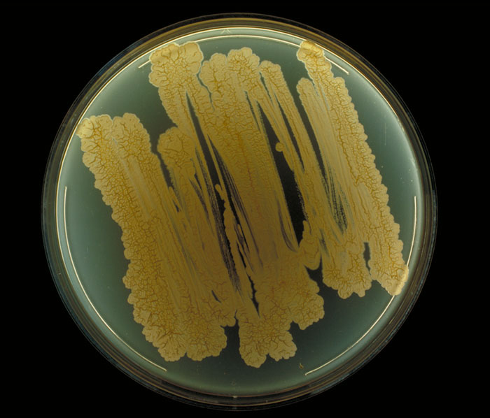 Bacteria and Media Reference Guide | Carolina Biological Supply