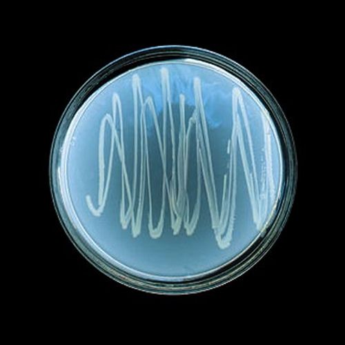 Characteristics of Bacteria Chart | Carolina Biological Supply