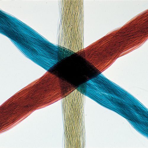 Basic Science Microscope Slides | Carolina Biological Supply