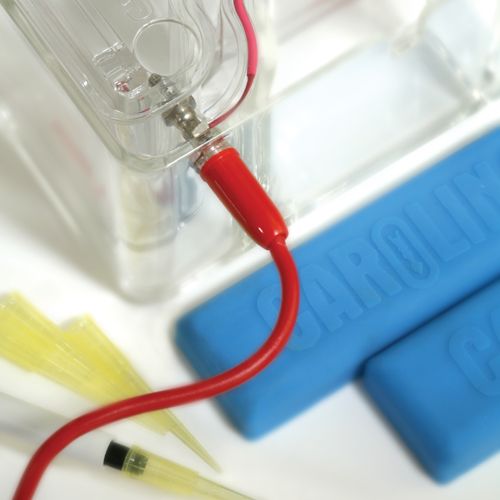 Fast and Easy: Materials for Popular Biology Labs | Carolina Biological ...