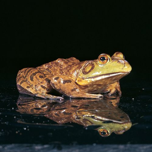Bullfrogs | Carolina Biological Supply