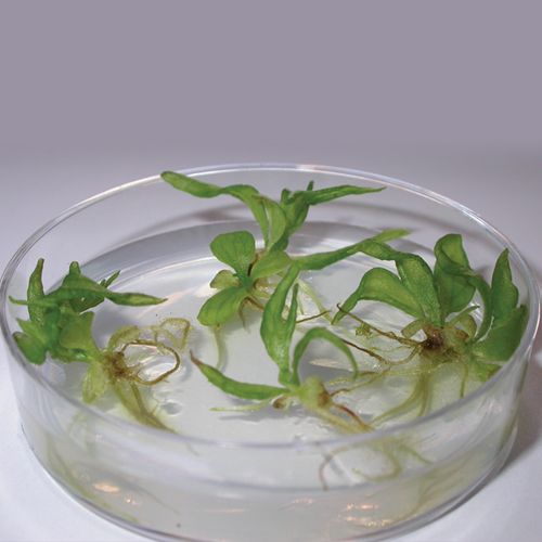 C-FERN | Carolina Biological Supply