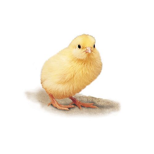 Chick Embryology | Carolina Biological Supply