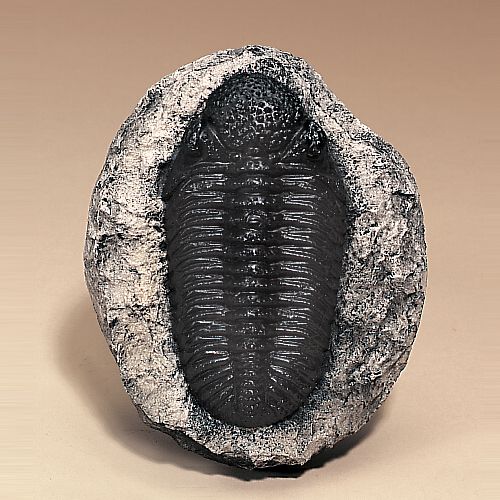 Fossils & Geologic Time | Carolina Biological Supply