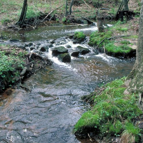 Soil & Stream Studies | Carolina Biological Supply