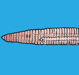 Earthworm Dissection | Carolina Biological Supply