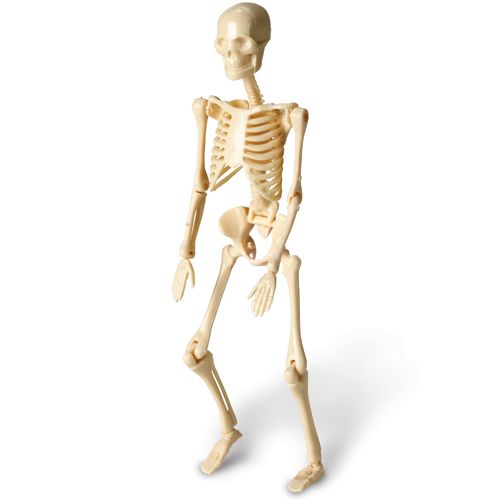 Models & Skeletons | Carolina Biological Supply