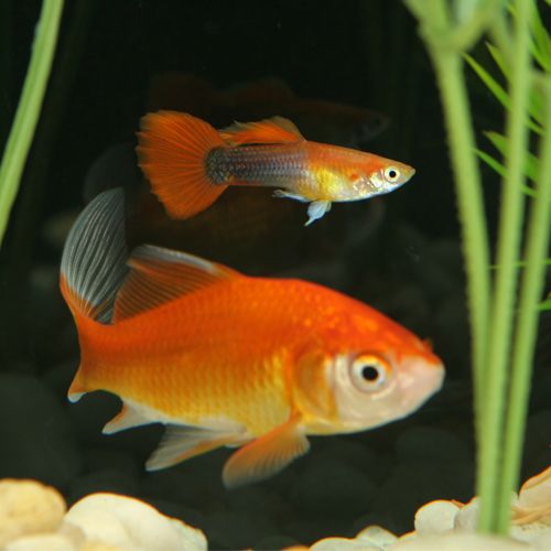 Fish | Carolina Biological Supply