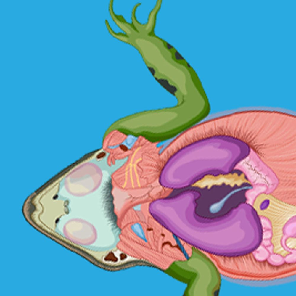Frog Dissection Carolina Biological Supply Frog Dissection Carolina Biological Supply