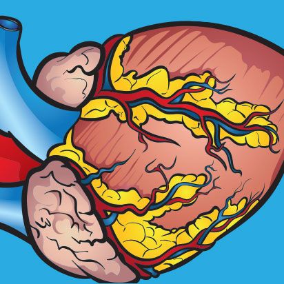 Heart Dissection | Carolina Biological Supply