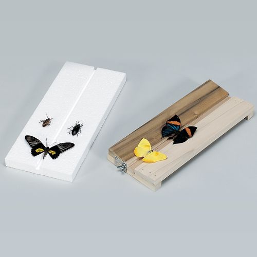 Insect Mounting Supplies | Carolina Biological Supply