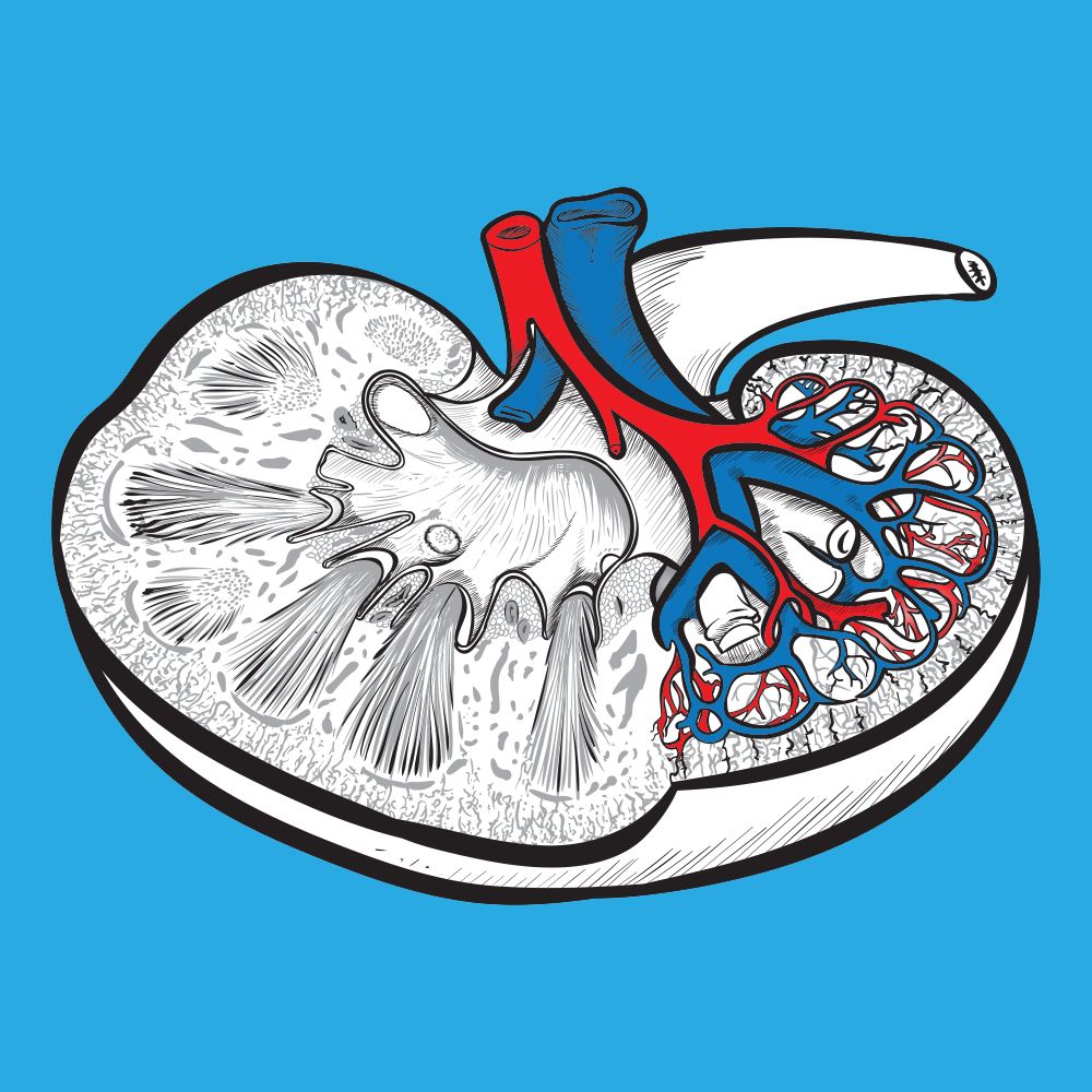 Mammalian Kidney Dissection Carolina Biological Supply