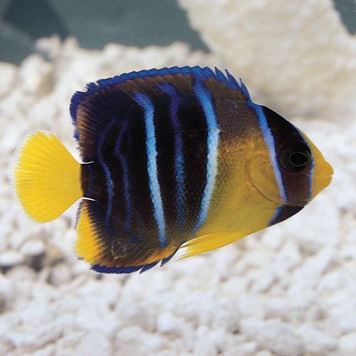 Marine/Saltwater Fish | Carolina Biological Supply