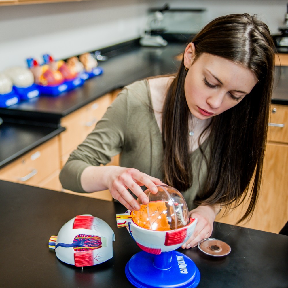 Displays, Models & Simulations | Carolina Biological Supply