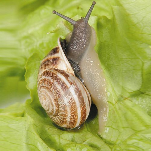 Mollusks | Carolina Biological Supply