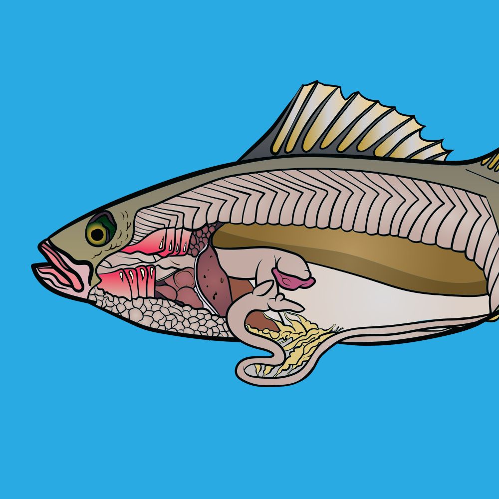 Perch Dissection Carolina Perch Dissection Carolina