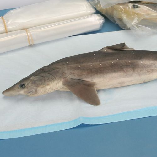 Dogfish Anatomy And Dissection Guide