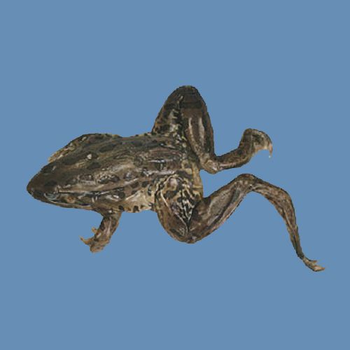 Preserved Frogs, Bullfrogs, & Necturus | Carolina.com