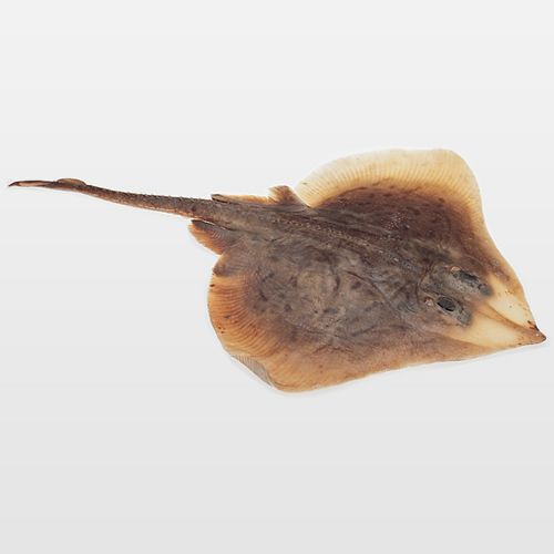 Other Preserved Animals | Carolina Biological Supply