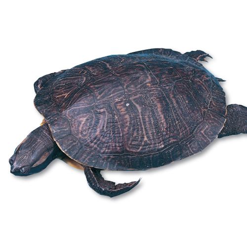 Preserved Reptiles | Carolina Biological Supply