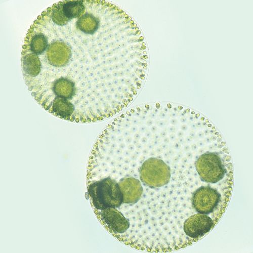 Protists | Carolina.com