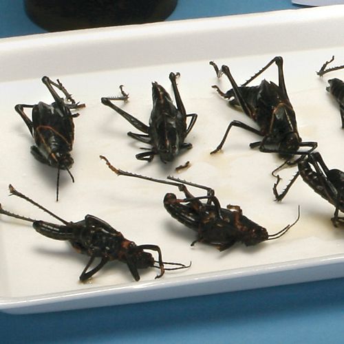 Preserved Grasshoppers | Carolina.com
