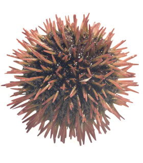 Care Guide: Sea Urchins for Embryological Studies | Carolina Biological ...