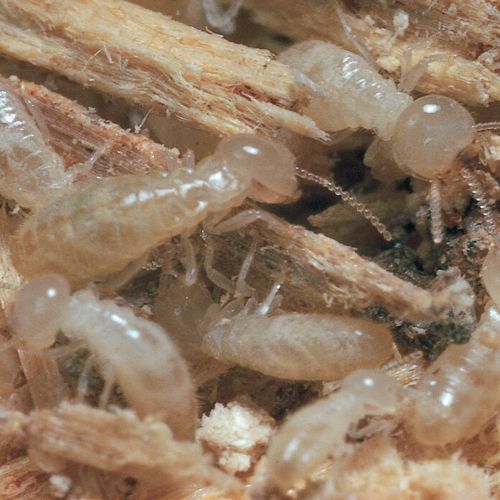 Termites | Carolina Biological Supply