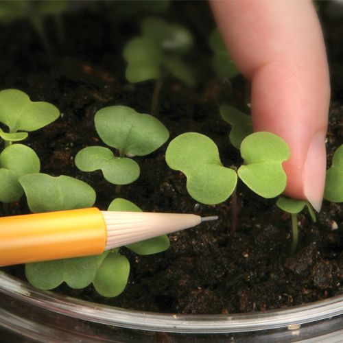 Wisconsin Fast Plants Environmental Science | Carolina Biological Supply