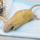 Preserved Animals (Mammals) | Carolina.com