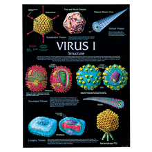 Virus I Poster | Carolina Biological Supply