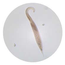 Dileptus monilatus, Living | Carolina Biological Supply