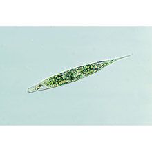 Euglena, Living | Carolina Biological Supply