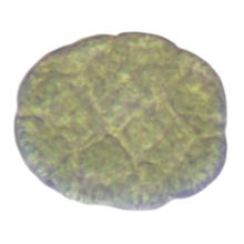 Pandorina, Living | Carolina Biological Supply