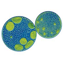 Volvox sp., Living | Carolina Biological Supply