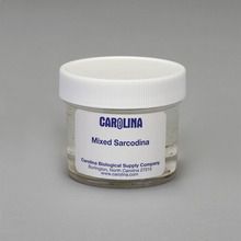 Sarcodina Mixture, Living | Carolina Biological Supply