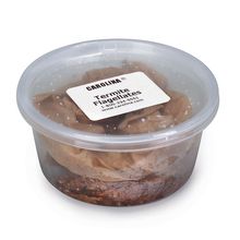 Termite Flagellates, Parasitology Cultures | Carolina Biological Supply