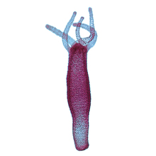 Hydra Culture Review Set, Living | Carolina Biological Supply
