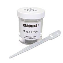 Green and Brown Mixed Hydra, Living | Carolina Biological Supply