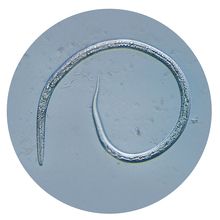 Vinegar Eel (Turbatrix aceti), Living | Carolina Biological Supply