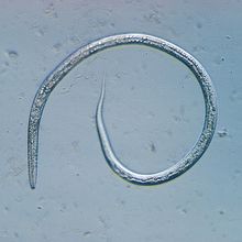 Vinegar Eel (Turbatrix aceti), Living | Carolina.com