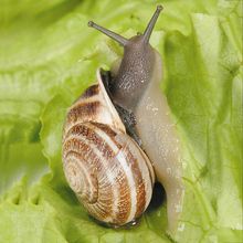 Texas Land Snails, Living, Pack of 25 | Carolina Biological Supply