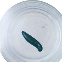 Leech, Living, Medium, 1 to 2", Pack of 3 | Carolina Biological Supply