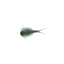 Living Fossil (Triops) Life Cycle Kit | Carolina Biological Supply