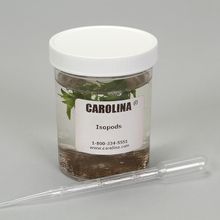 Aquatic Isopods, Living | Carolina Biological Supply