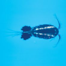 Copepods (Cyclops), Living | Carolina Biological Supply
